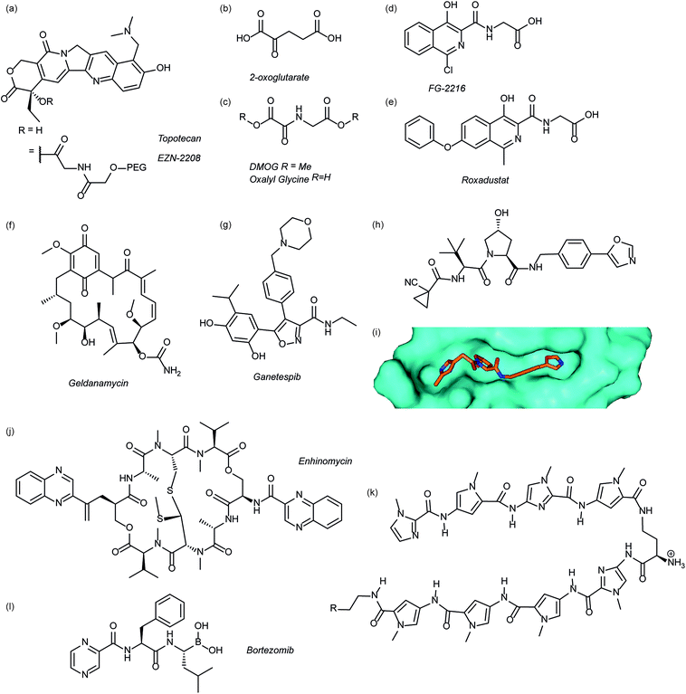Hypoxia inducible factor (HIF) as a model for studying inhibition of ...