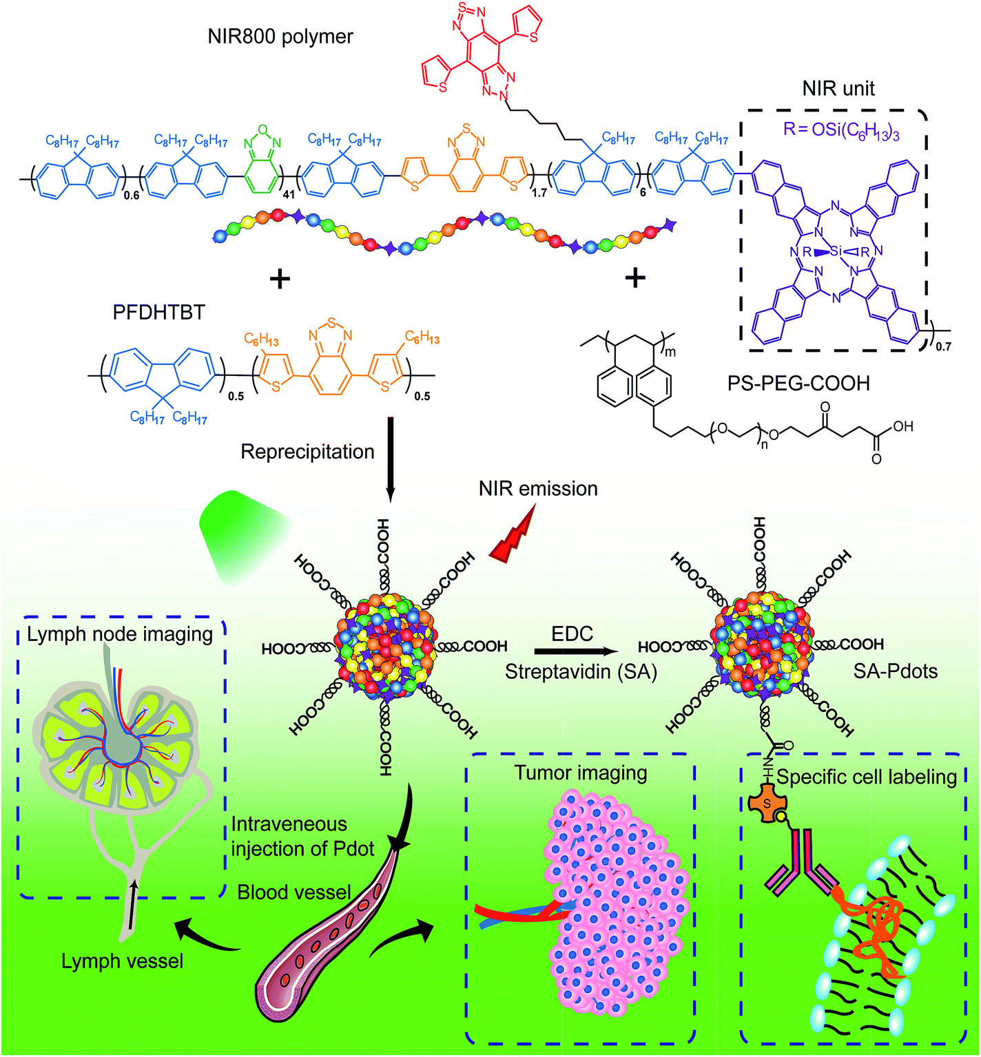 Semiconducting polymer dots with bright narrow-band emission at 800 nm ...