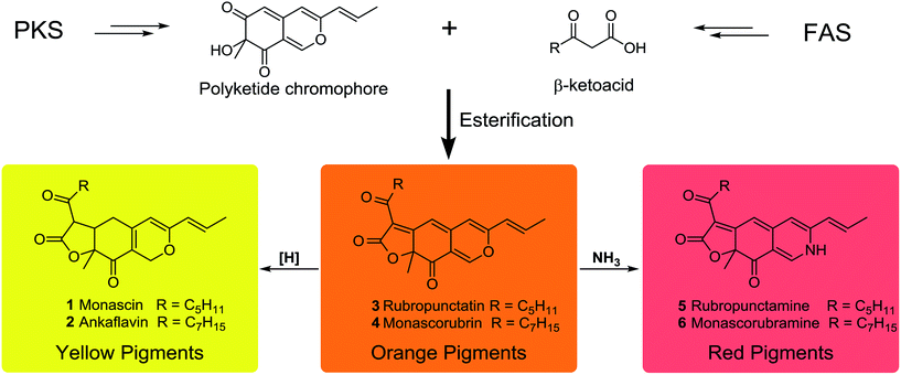 Orange, red, yellow: biosynthesis of azaphilone pigments in Monascus ...