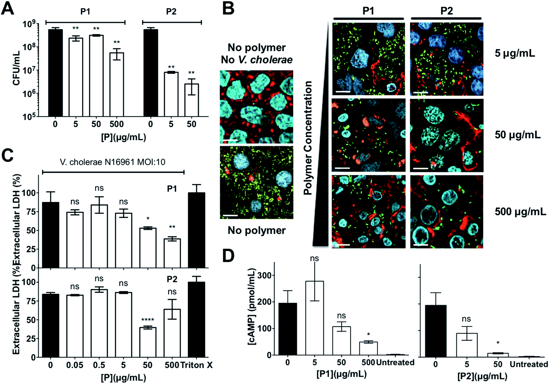 Engineering microbial physiology with synthetic polymers: cationic ...