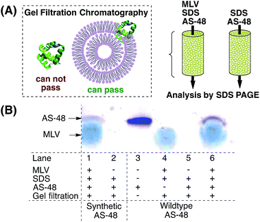 Chemical synthesis of a homoserine-mutant of the antibacterial, head-to ...