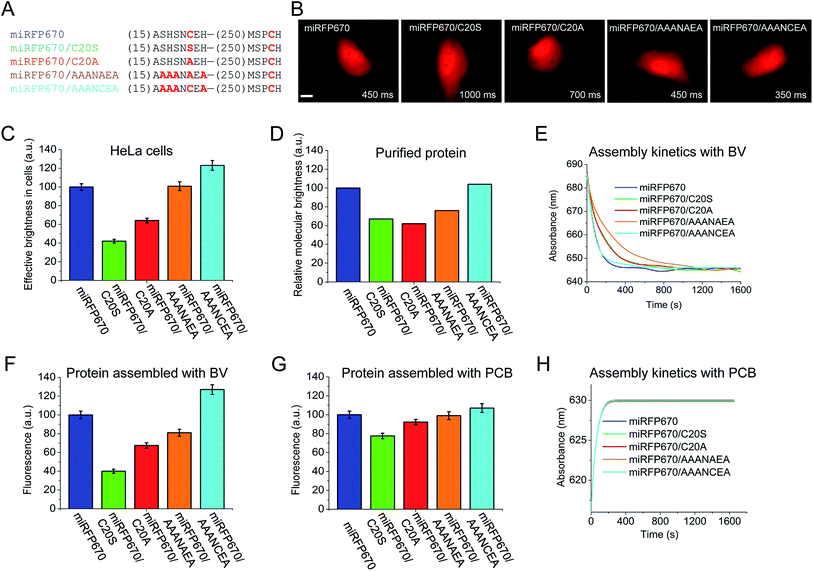 Designing brighter near-infrared fluorescent proteins: insights from ...