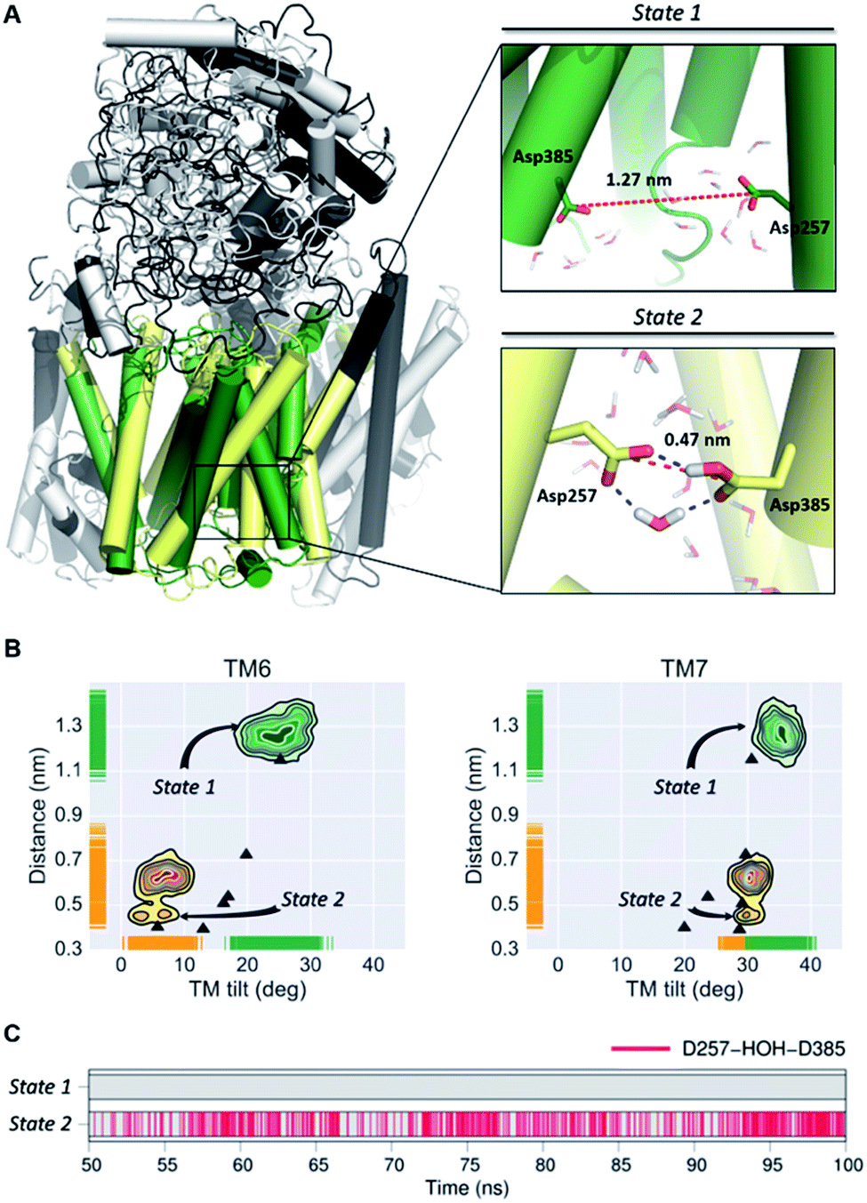Characterizing the structural ensemble of γ-secretase using a ...