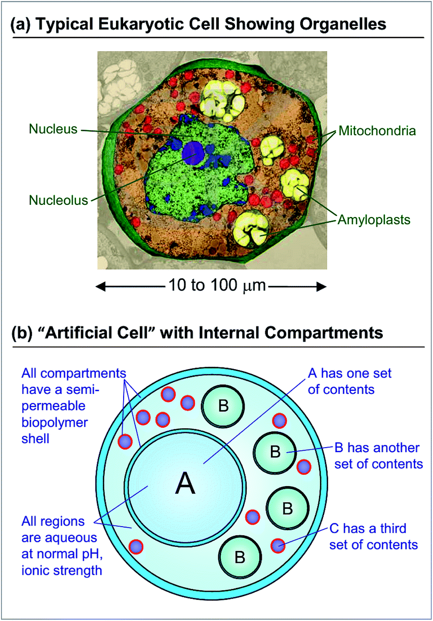 A new design for an artificial cell: polymer microcapsules with ...