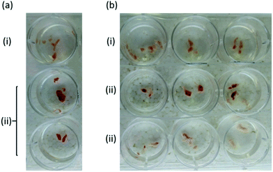 Norborn-2-en-7-ones as physiologically-triggered carbon monoxide ...
