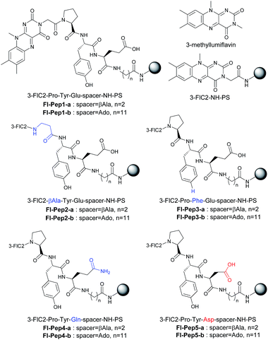 Design of peptide-containing N 5-unmodified neutral flavins that ...