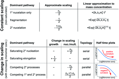 Scaling behaviour and rate-determining steps in filamentous self ...