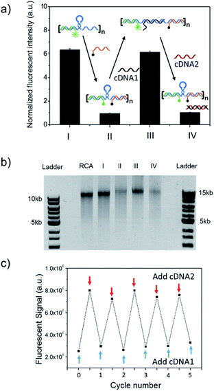 Reversible control of cell membrane receptor function using DNA nano ...