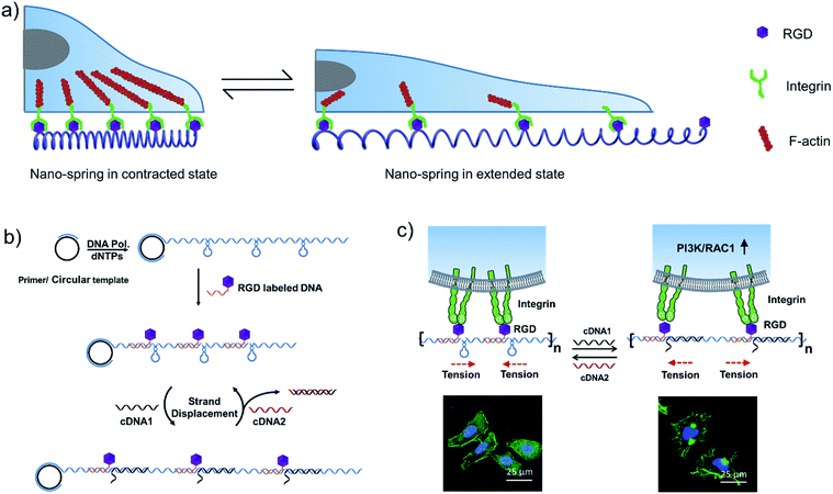 Reversible control of cell membrane receptor function using DNA nano ...