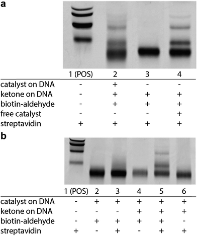 A platform for high-throughput screening of DNA-encoded catalyst ...