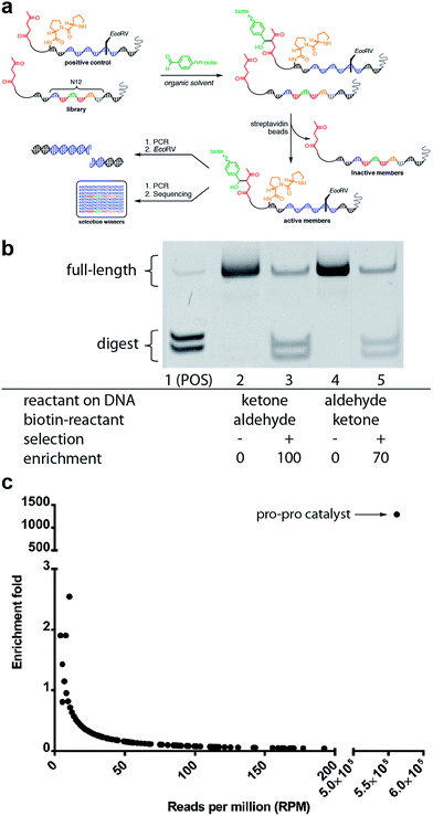 A platform for high-throughput screening of DNA-encoded catalyst ...