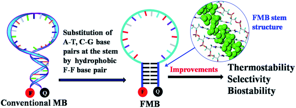 Fluorinated molecular beacons as functional DNA nanomolecules for ...
