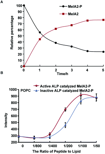 Selective inhibition of cancer cells by enzyme-induced gain of function ...