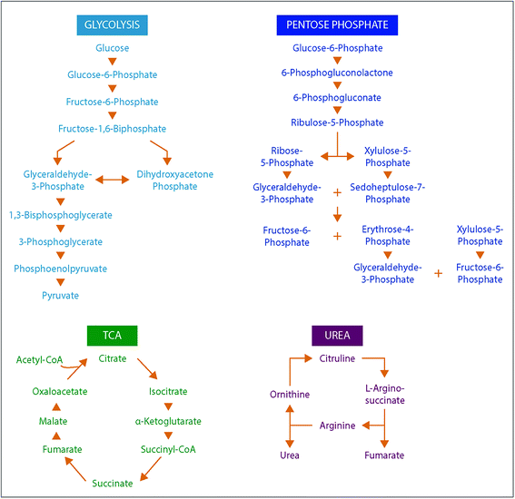 A structural examination and collision cross section database for over ...
