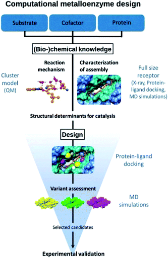 Design of an enantioselective artificial metallo-hydratase enzyme ...