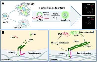 Single-cell study of the extracellular matrix effect on cell growth by ...