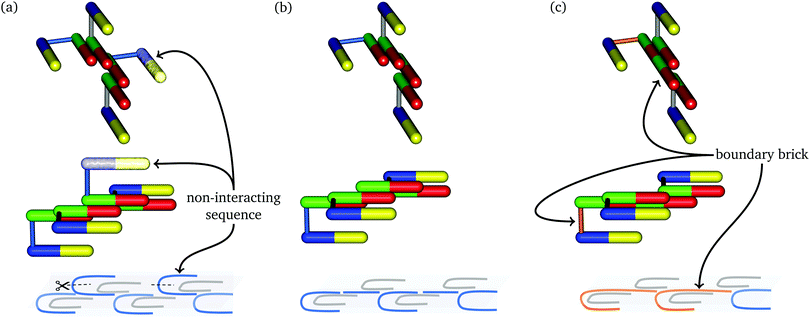 Investigating the role of boundary bricks in DNA brick self-assembly ...