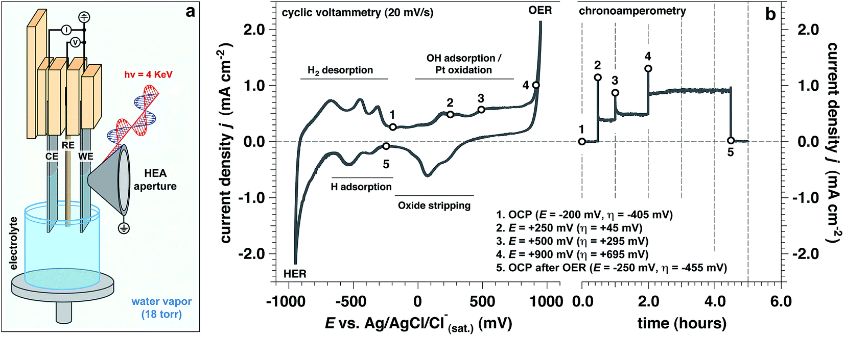 Elucidating the alkaline oxygen evolution reaction mechanism on ...