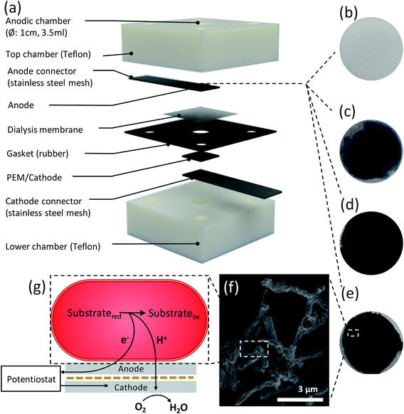 Platinum-free, graphene based anodes and air cathodes for single ...