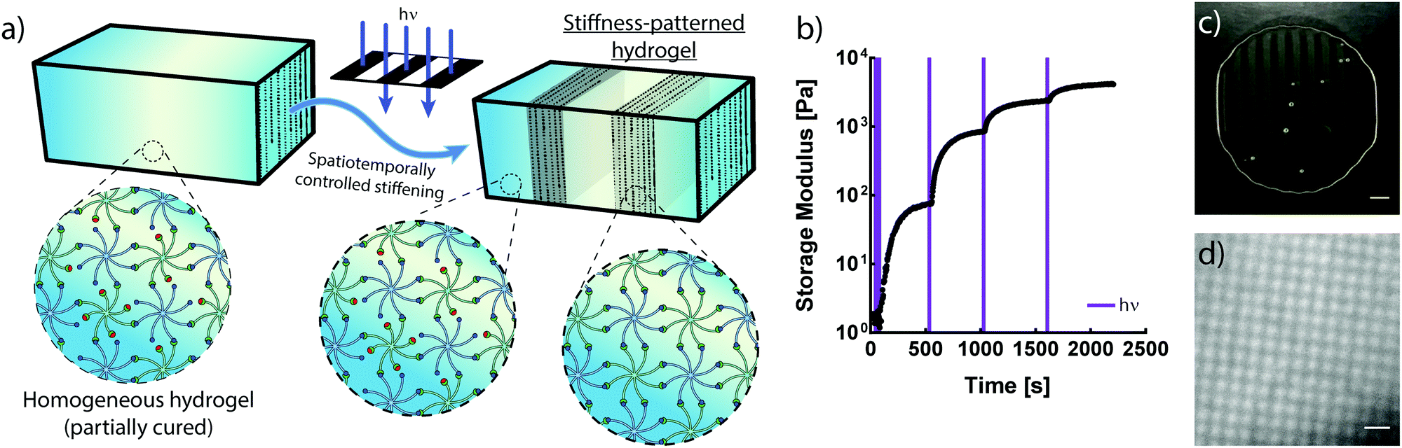 Photomediated oxime ligation as a bioorthogonal tool for ...