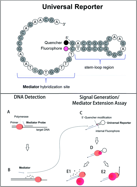 Fluorescence signal-to-noise optimisation for real-time PCR using ...