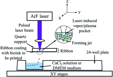Bioinks for 3D bioprinting: an overview - Biomaterials Science (RSC ...