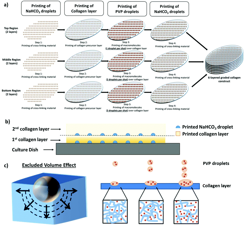Applying macromolecular crowding to 3D bioprinting: fabrication of 3D ...
