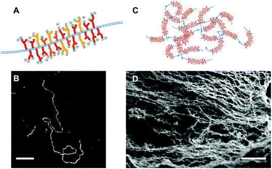 Mucins as multifunctional building blocks of biomaterials ...