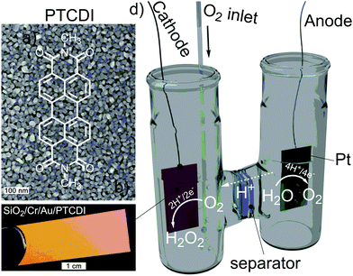 Organic semiconductor perylenetetracarboxylic diimide (PTCDI ...
