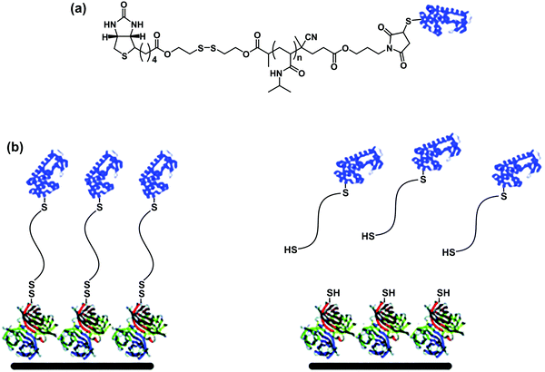 Telechelic polymers from reversible-deactivation radical polymerization ...