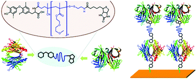 Telechelic polymers from reversible-deactivation radical polymerization ...
