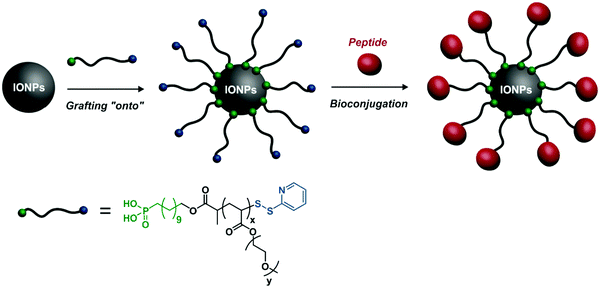 Telechelic polymers from reversible-deactivation radical polymerization ...