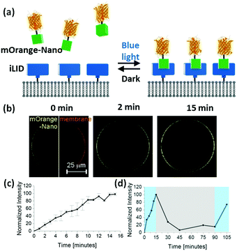 Dynamic blue light-switchable protein patterns on giant unilamellar ...