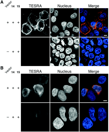 Staudinger reaction using 2,6-dichlorophenyl azide derivatives for ...