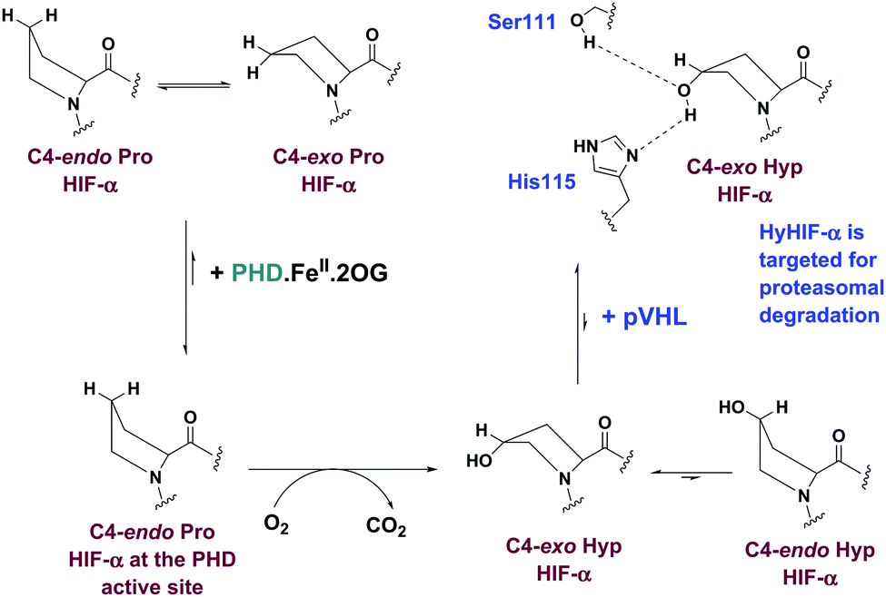 2-Oxoglutarate regulates binding of hydroxylated hypoxia-inducible ...