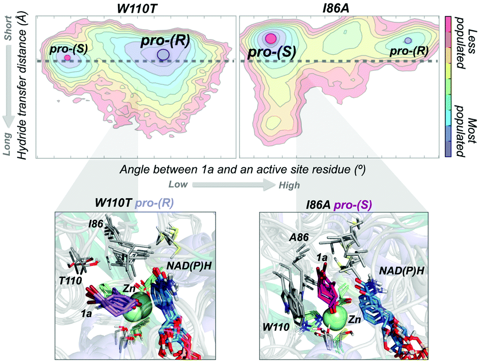 Role of conformational dynamics in the evolution of novel enzyme ...