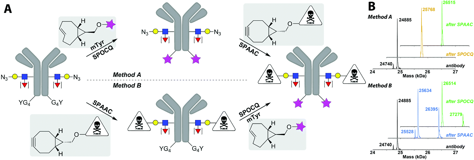 Orthogonal, dual protein labelling by tandem cycloaddition of strained ...