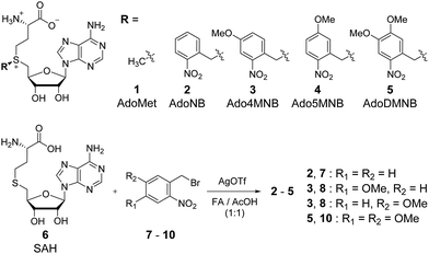 Efficient cosubstrate enzyme pairs for sequence-specific ...