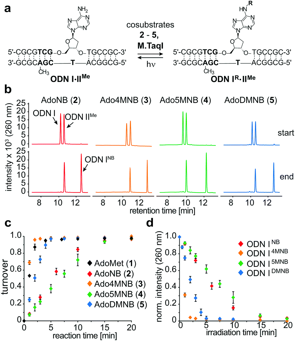 Efficient cosubstrate enzyme pairs for sequence-specific ...