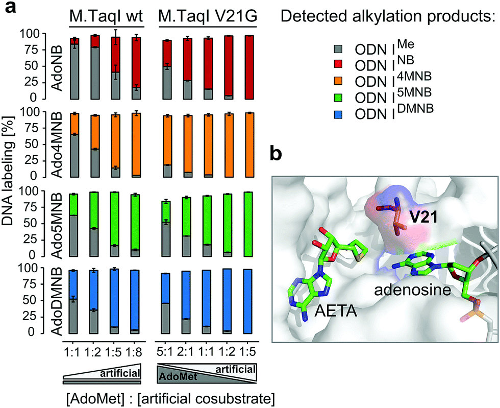 Efficient cosubstrate enzyme pairs for sequence-specific ...