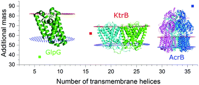 Native mass spectrometry goes more native: investigation of membrane ...
