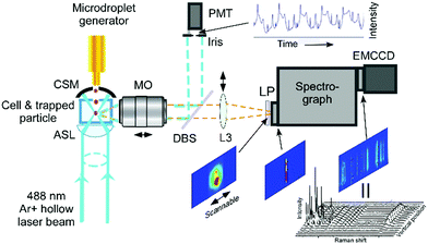 Liquid–liquid phase separation and evaporation of a laser-trapped ...
