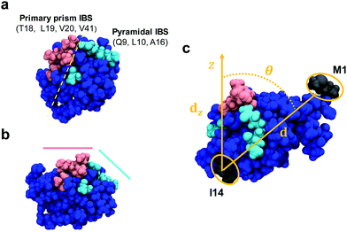 Ice-binding site of surface-bound type III antifreeze protein partially ...