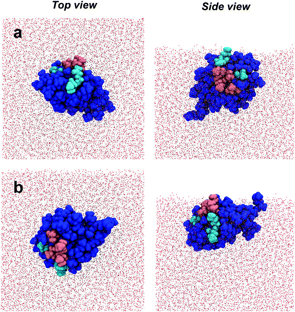 Ice-binding site of surface-bound type III antifreeze protein partially ...