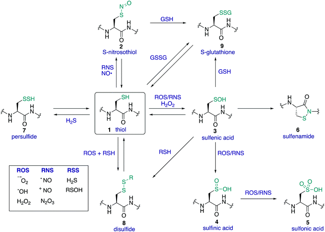 Chemical methods for mapping cysteine oxidation - Chemical Society ...