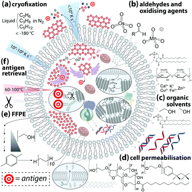 A guide to integrating immunohistochemistry and chemical imaging ...