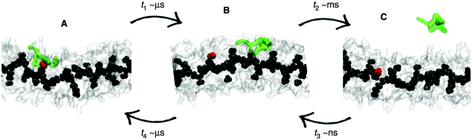Molecular simulations of self-assembling bio-inspired supramolecular ...