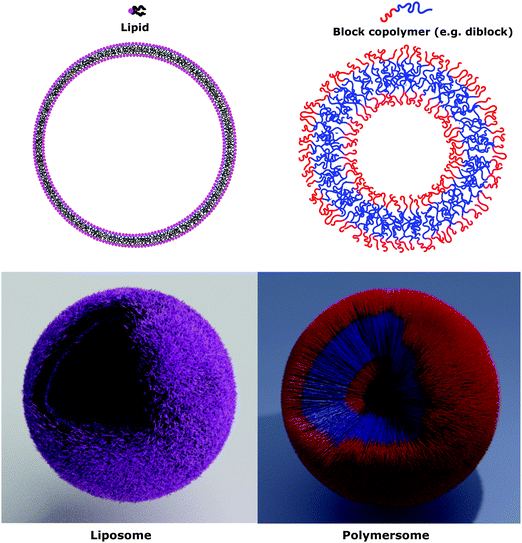 Liposomes and polymersomes: a comparative review towards cell mimicking ...