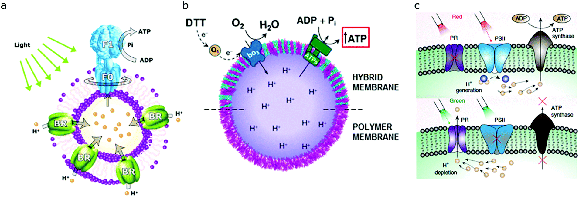 Liposomes and polymersomes: a comparative review towards cell mimicking ...