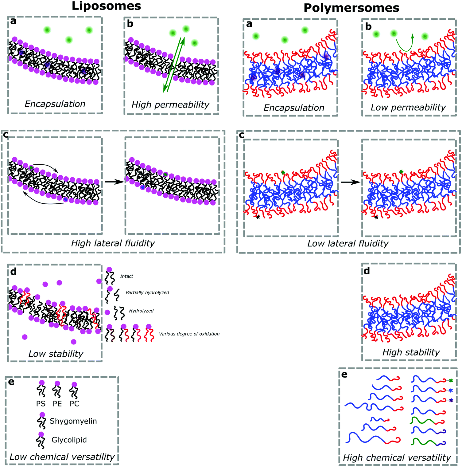 Liposomes and polymersomes: a comparative review towards cell mimicking ...